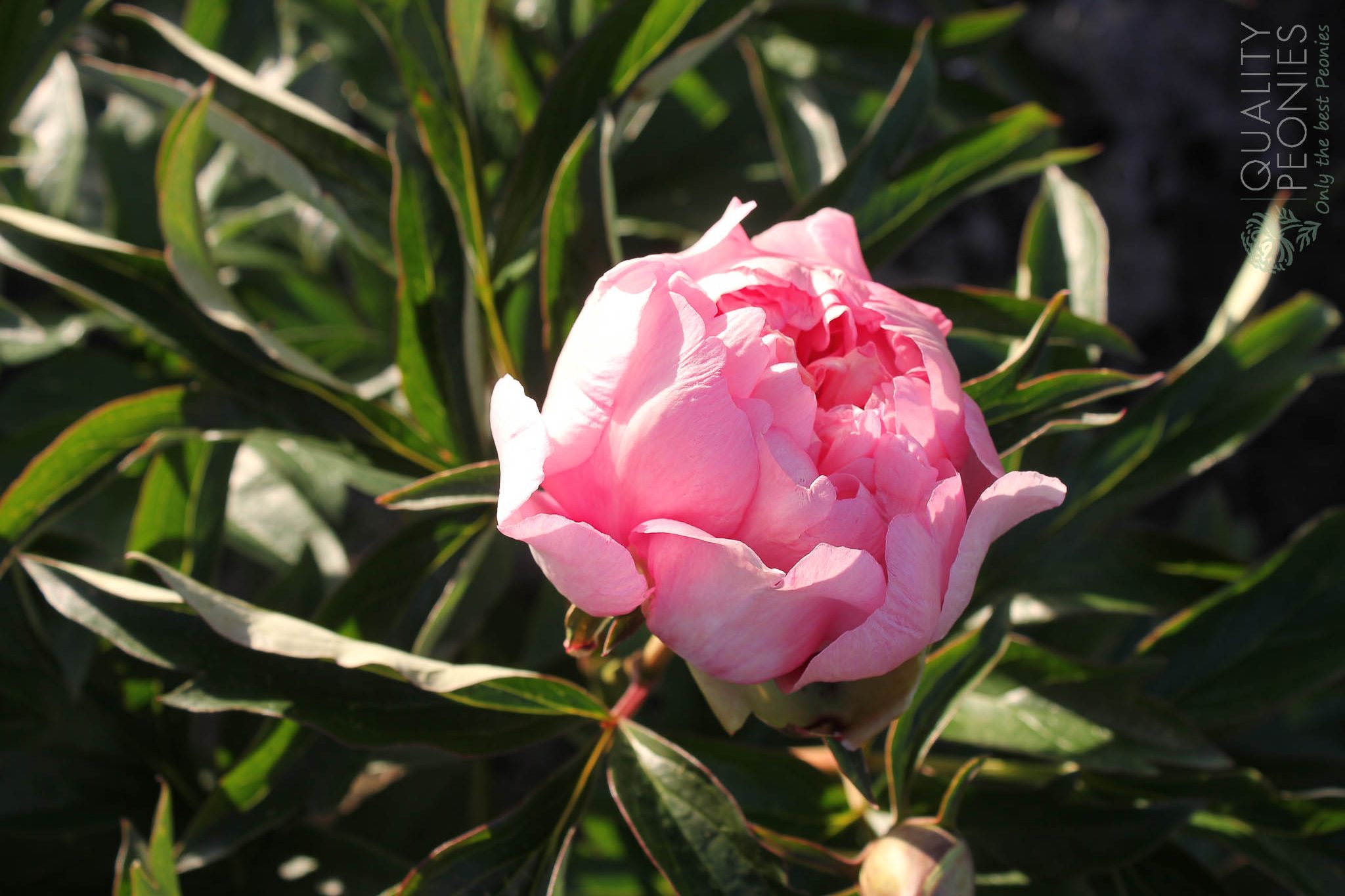 Oochigeas - Quality Peonies