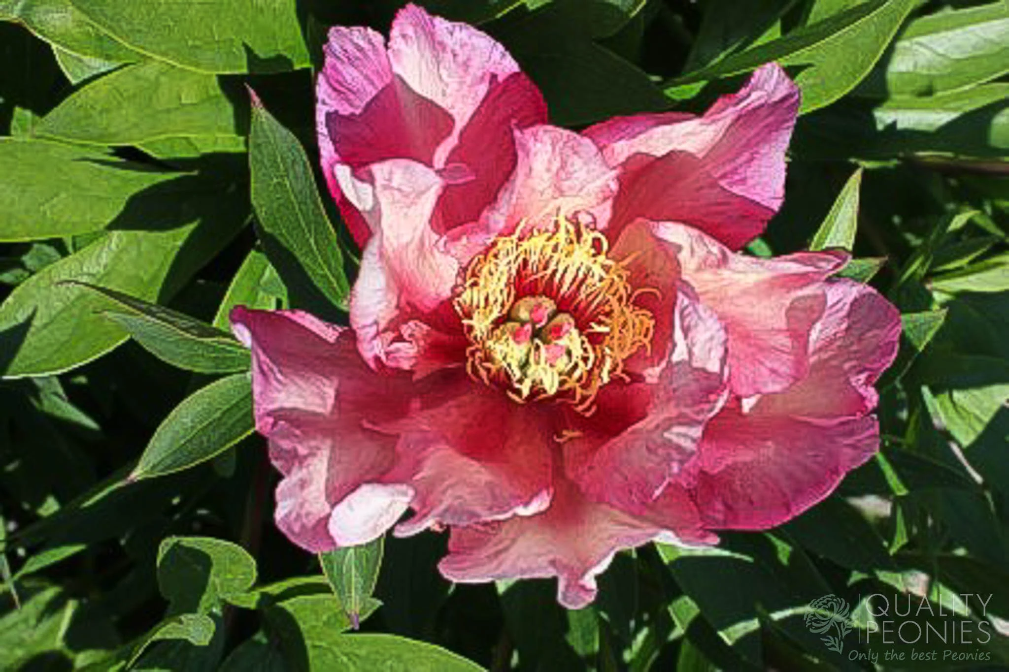 Anderson's Kaleidoscope - Quality Peonies