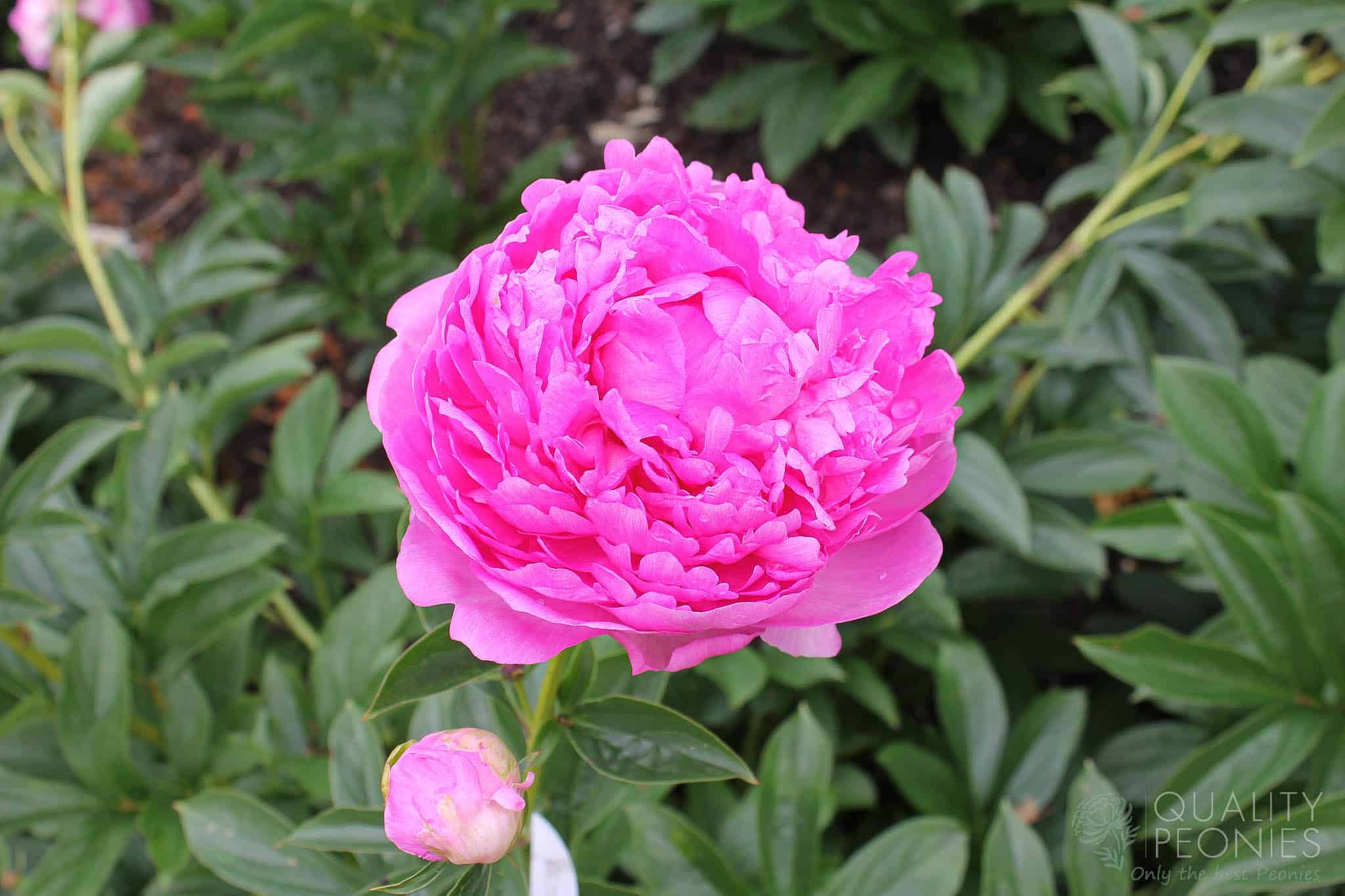Pink Jazz - Quality Peonies