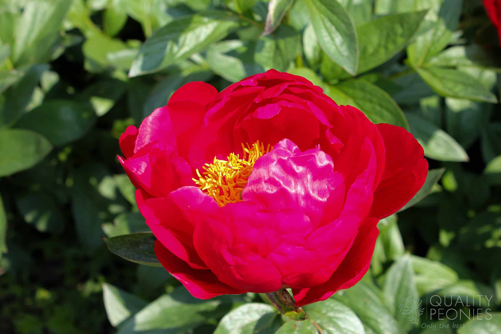 Red Red Rose - Quality Peonies