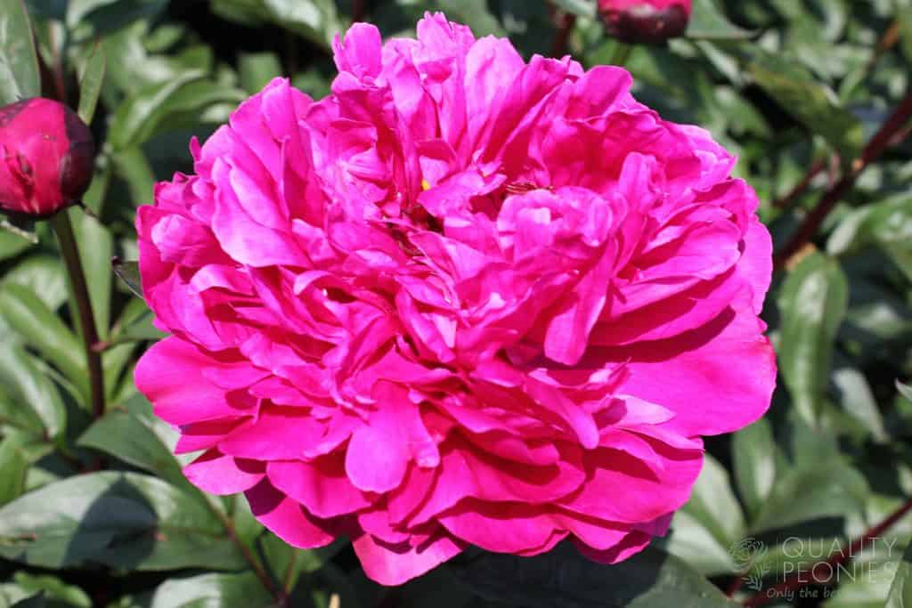 Red Sarah Bernhardt – Quality Peonies