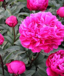 Red Sarah Bernhardt – Quality Peonies