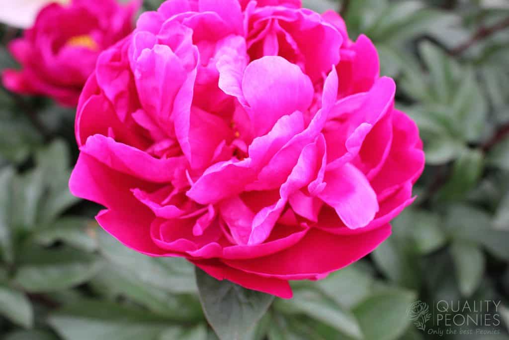 Red Sarah Bernhardt – Quality Peonies