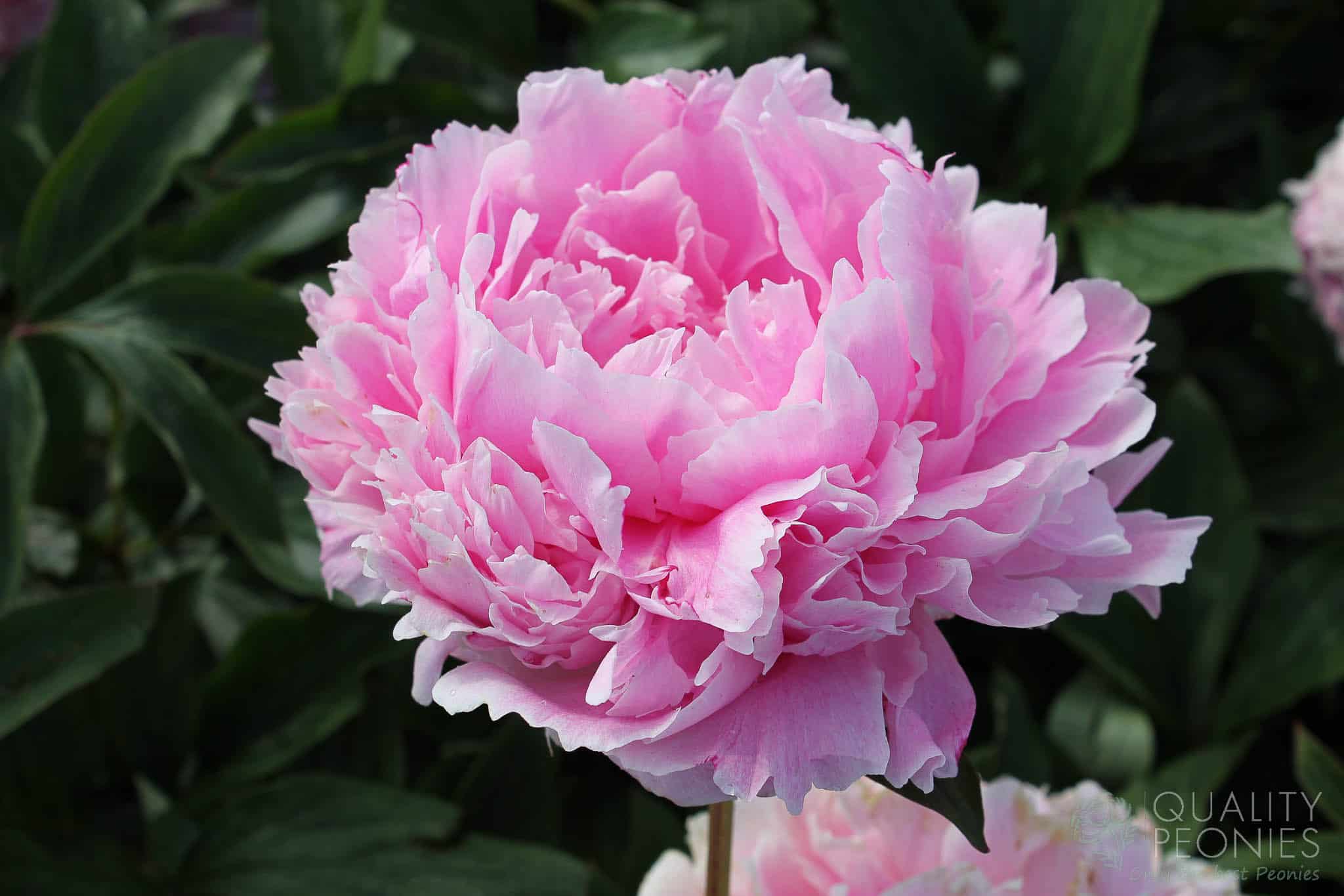 Sarah Bernhardt - Quality Peonies