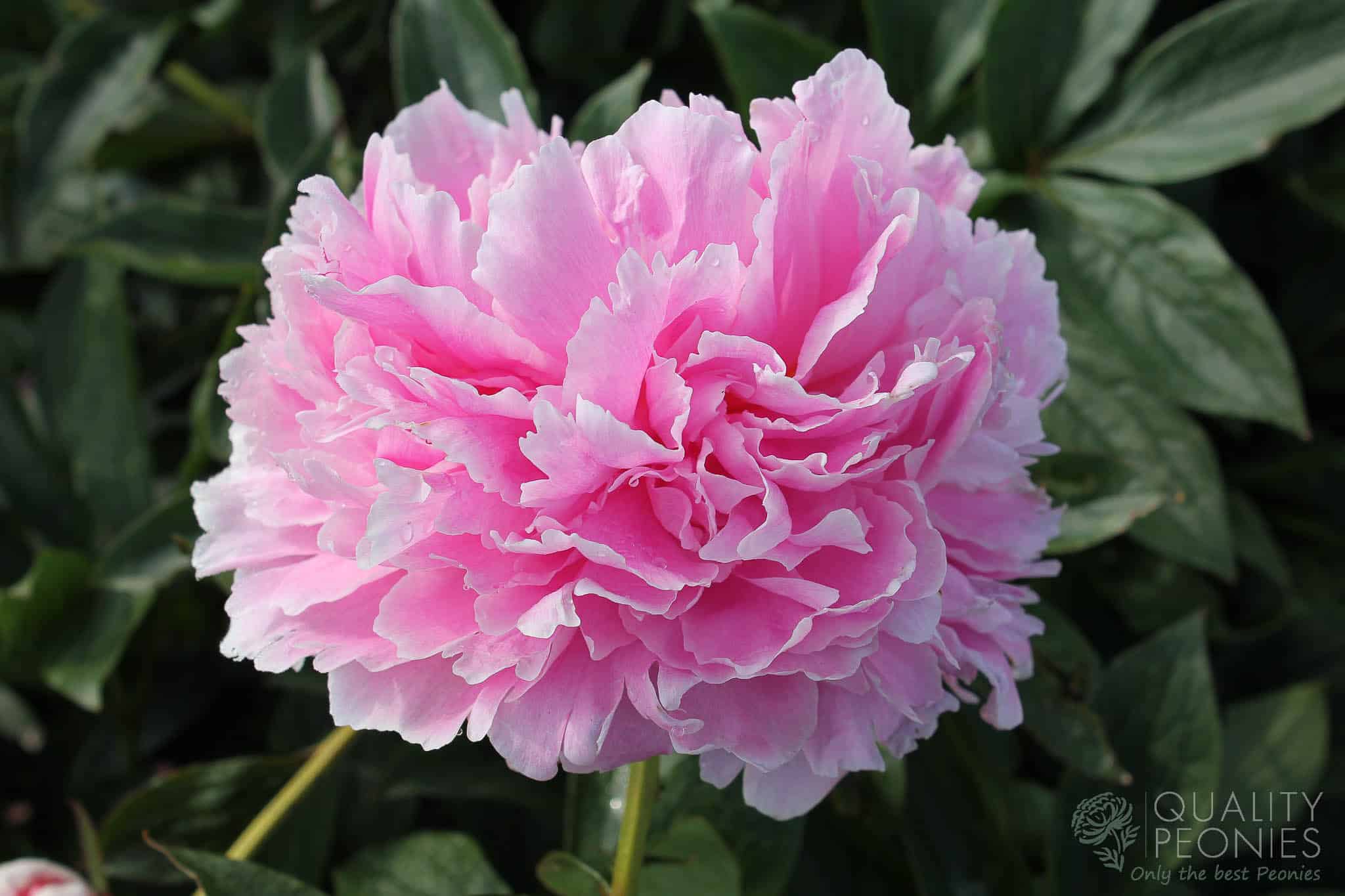 Sarah Bernhardt - Quality Peonies