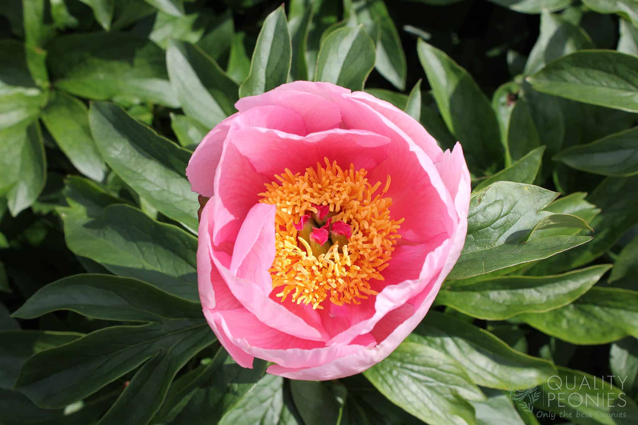 Soft Salmon Saucer - Quality Peonies