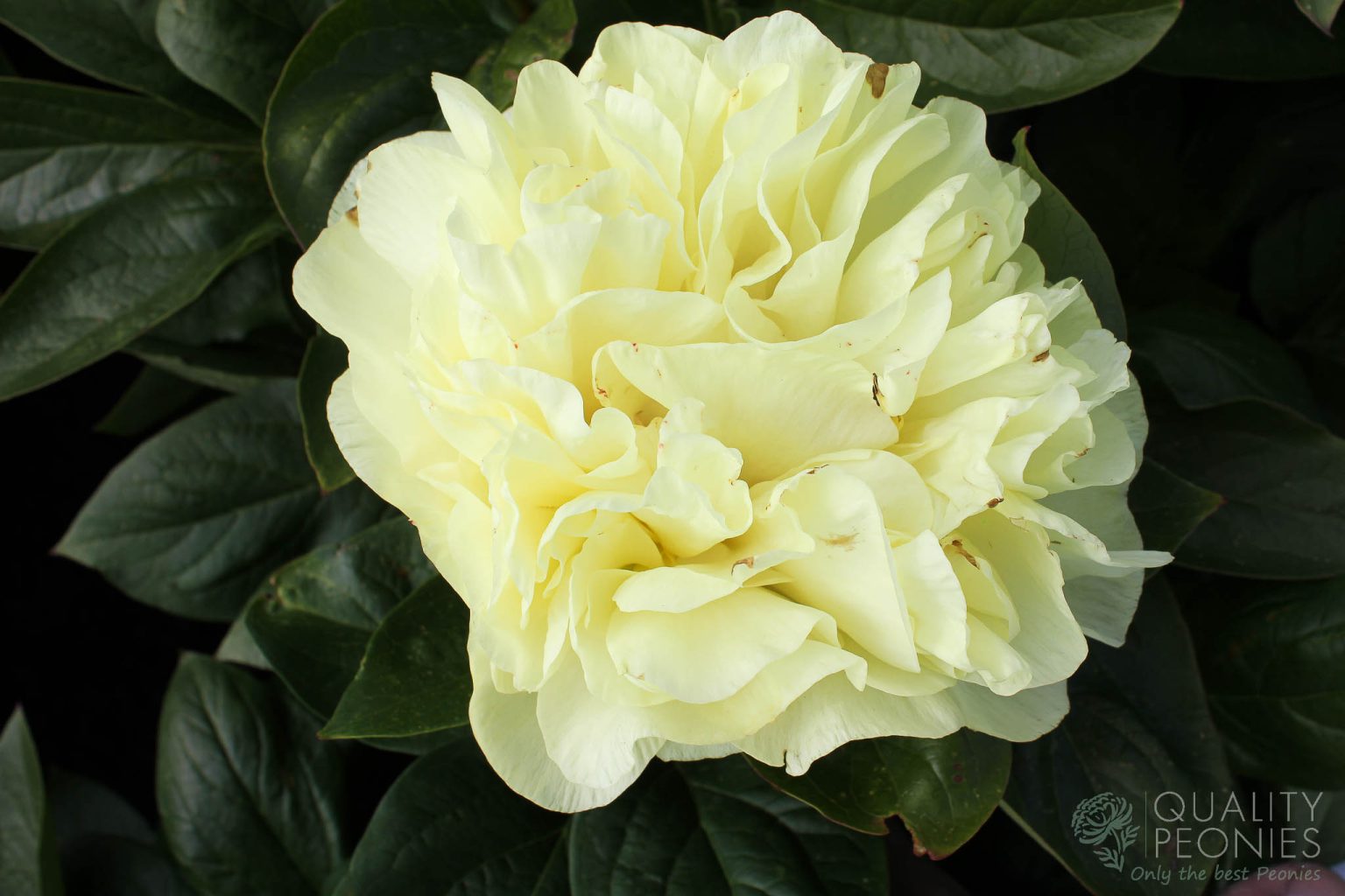 Bartzella – Quality Peonies