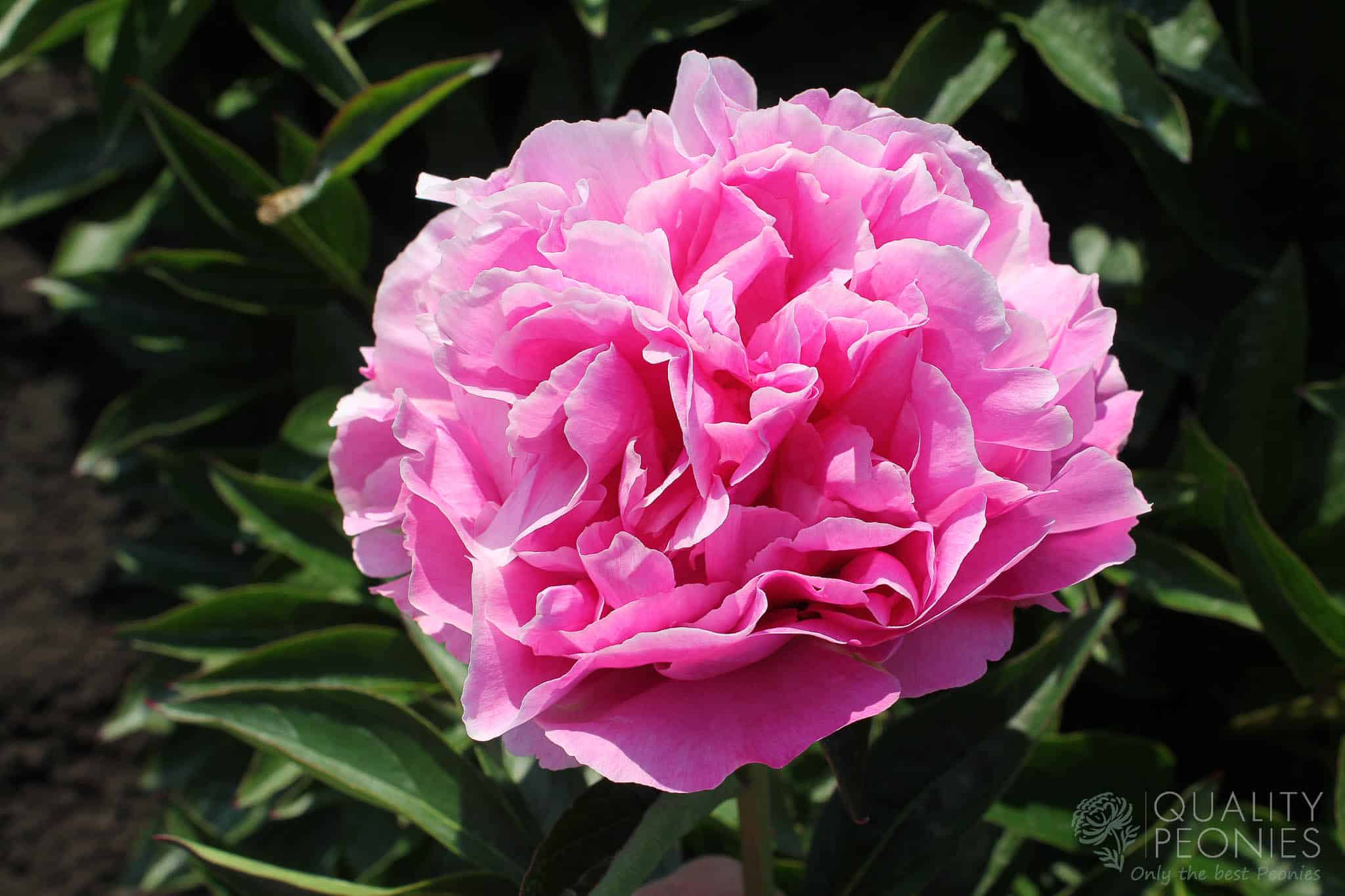 Think Pink - Quality Peonies