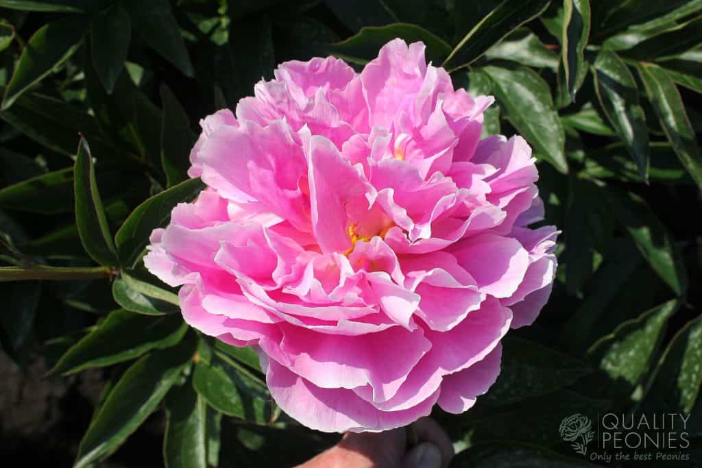 Think Pink - Quality Peonies