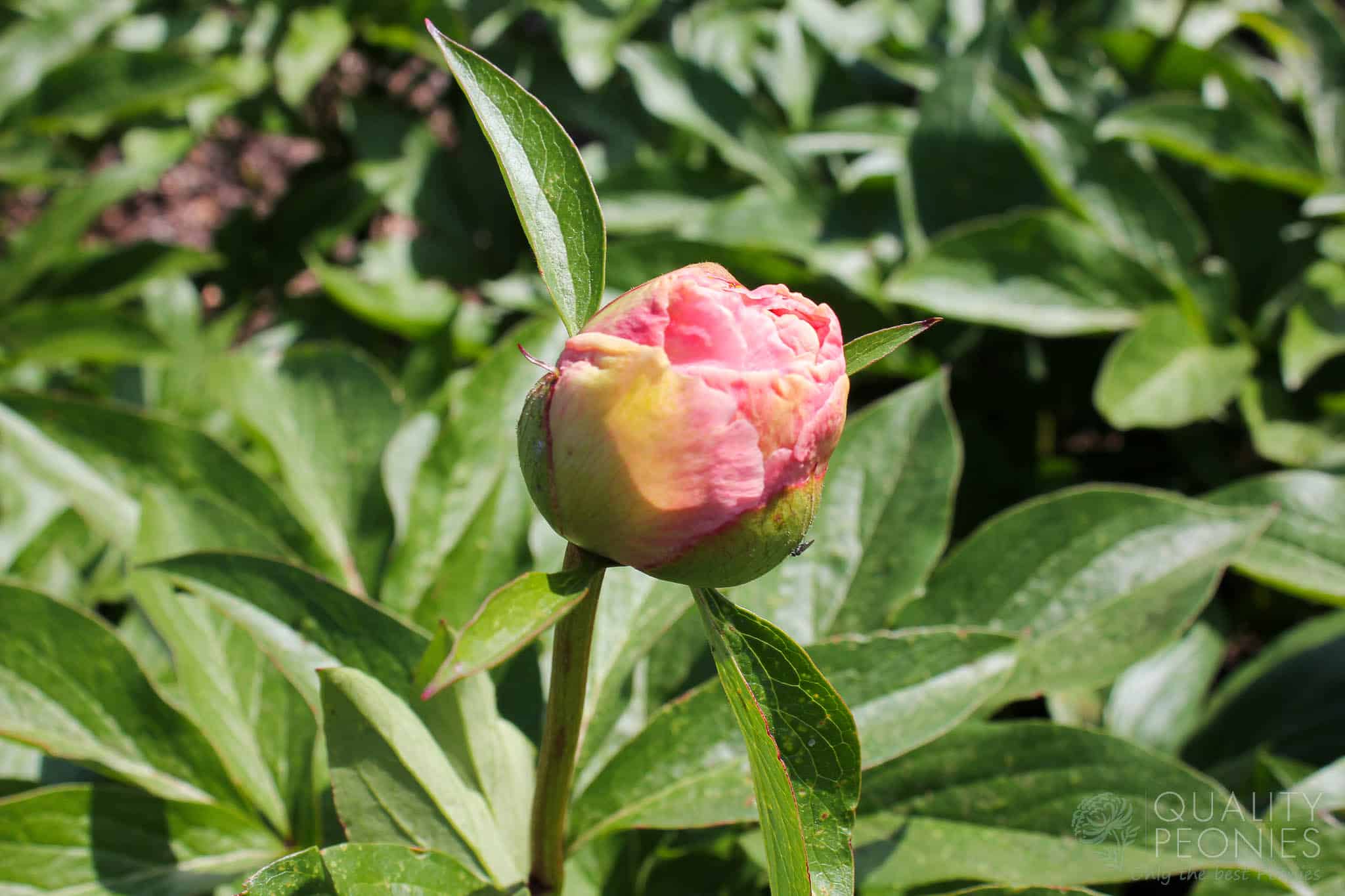 Triphena Parkin – Quality Peonies