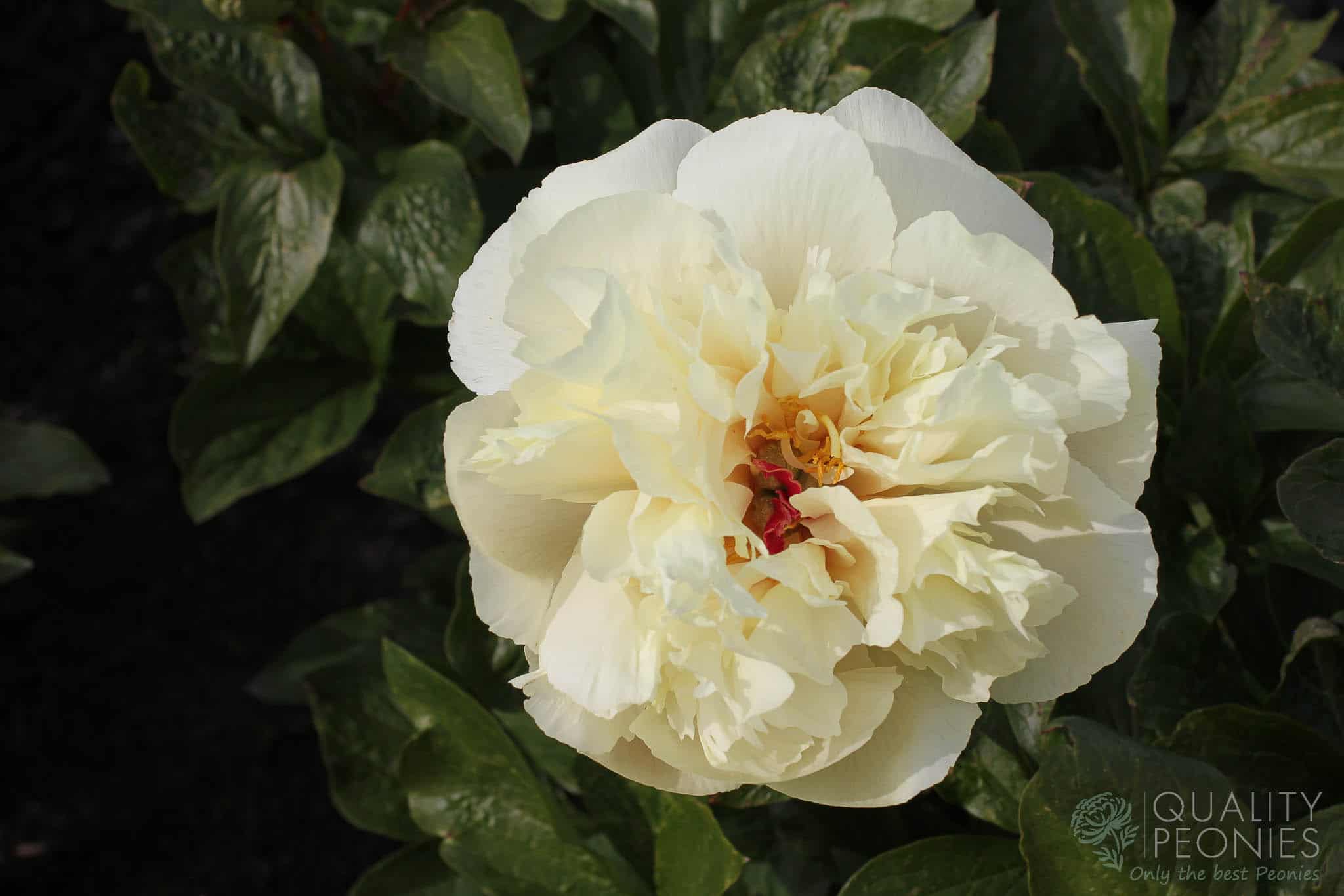 Vanilla Schnapps - Quality Peonies