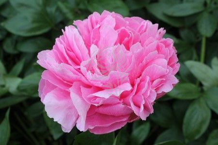 Cheryl Ann - Quality Peonies