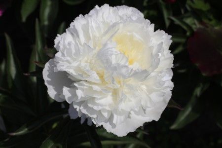 Luxor - Quality Peonies