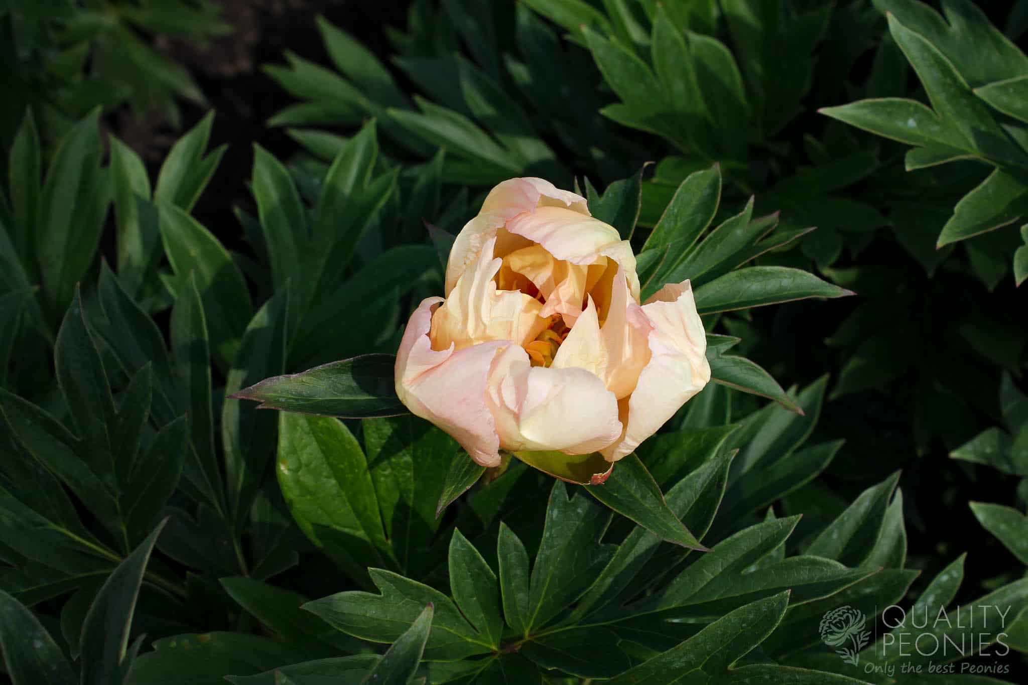 Fruity Flash – Quality Peonies