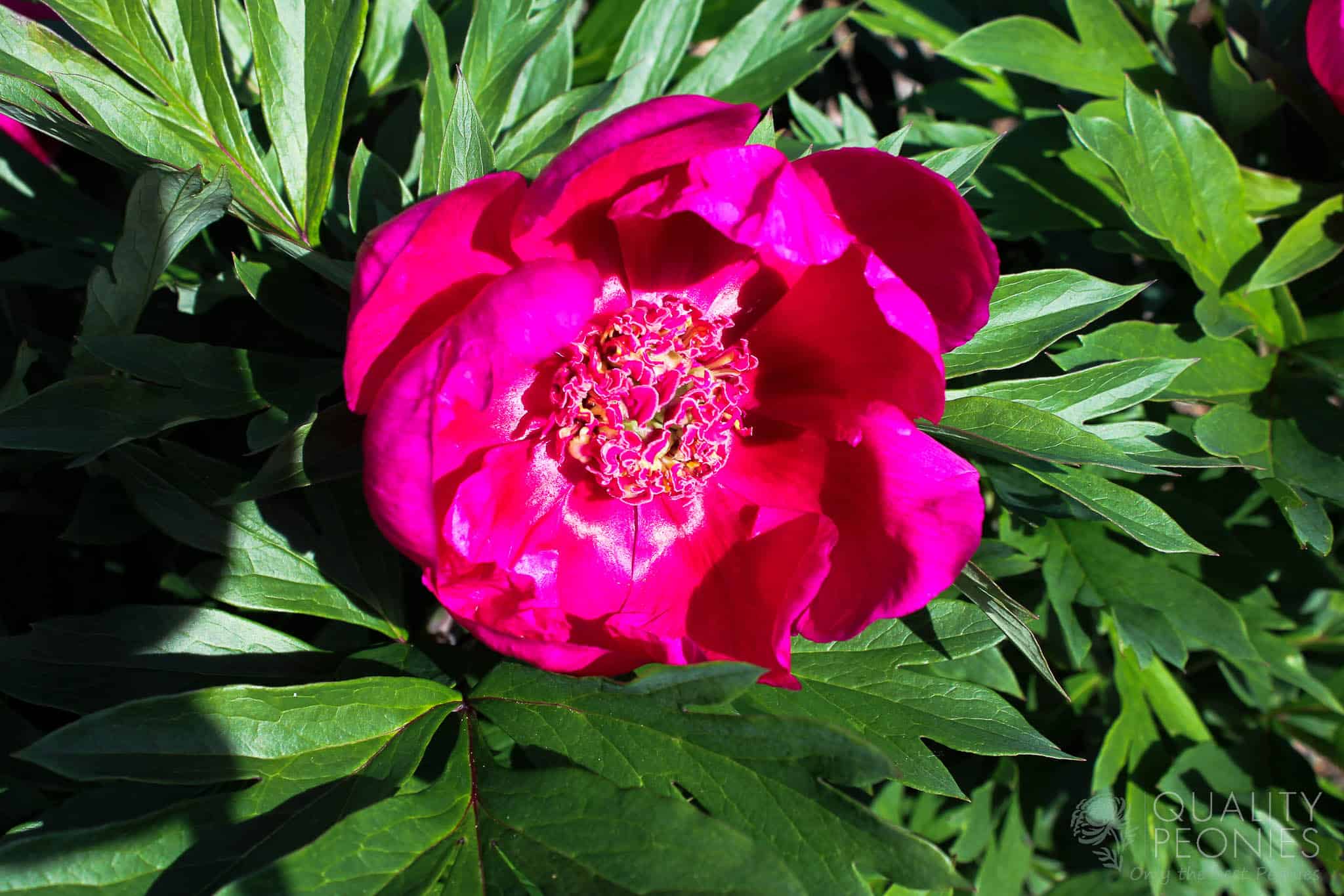 Cherry Flash – Quality Peonies