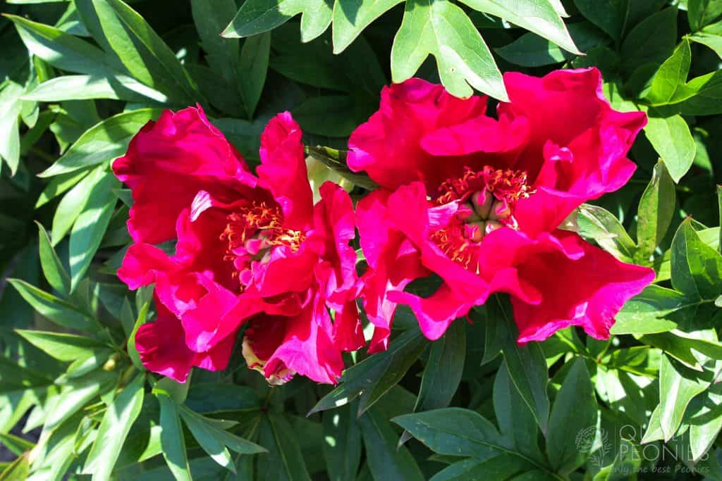 Chief Black Hawk – Quality Peonies