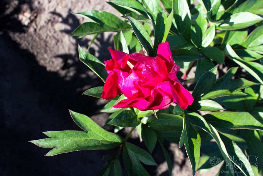 Chief Black Hawk – Quality Peonies