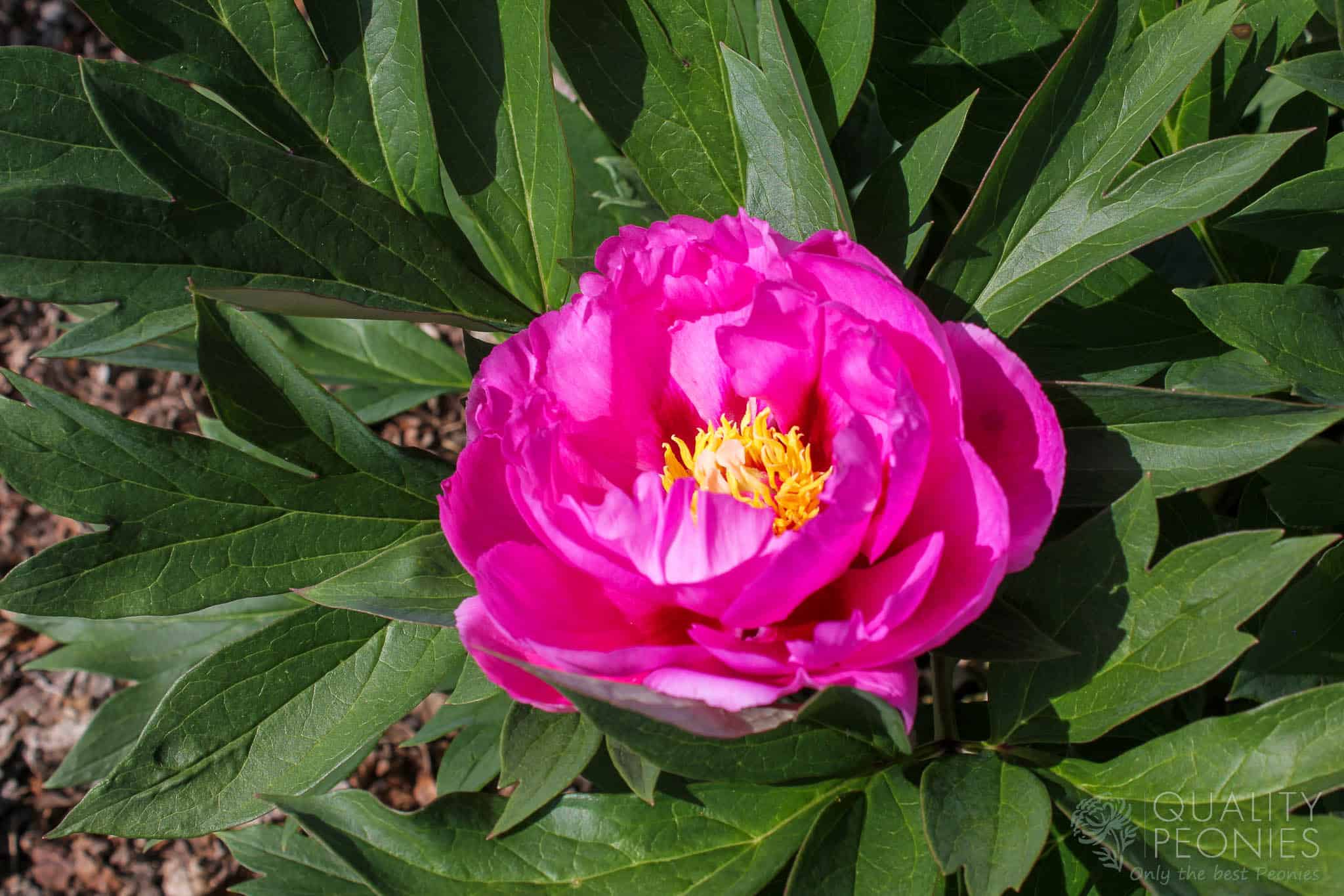 Eternal Flash - Quality Peonies