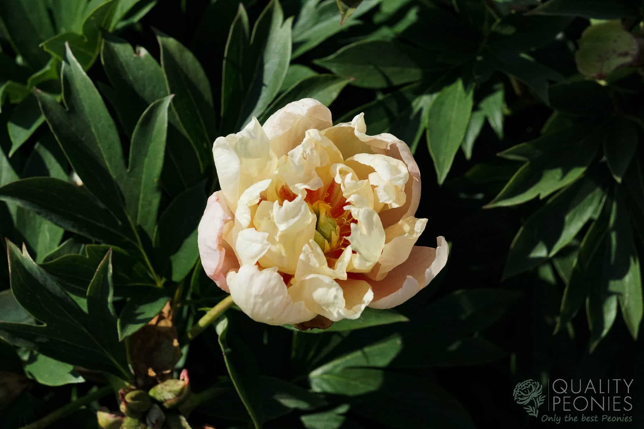 Fruity Flash – Quality Peonies