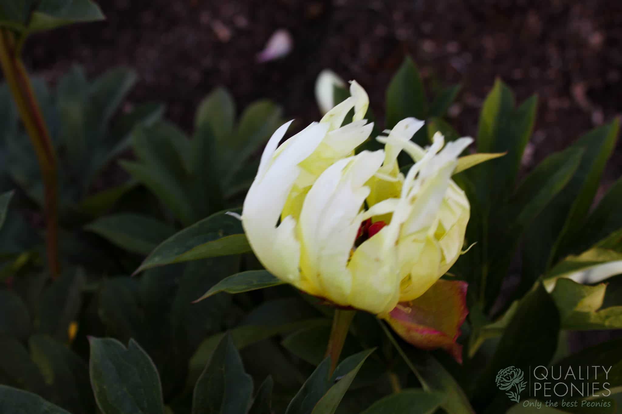 Gentle Flash - Quality Peonies