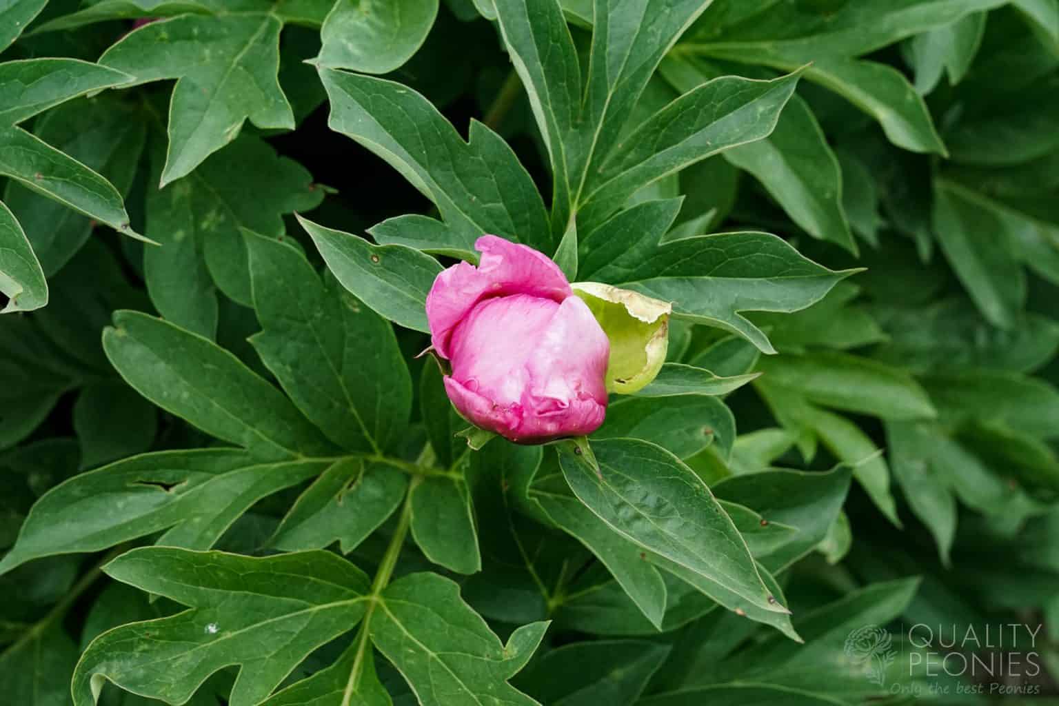 Hidden Flash – Quality Peonies