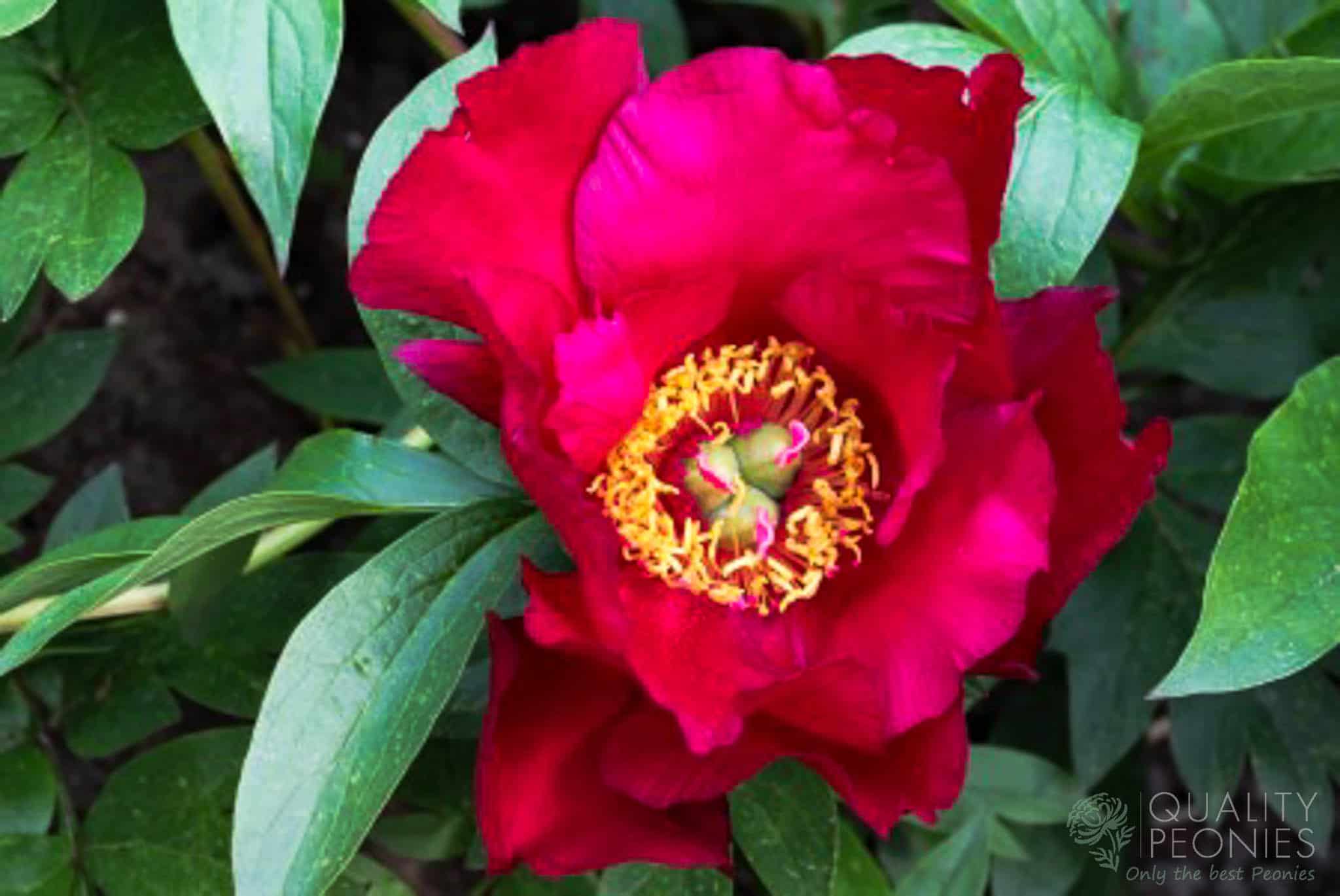 Chief Black Hawk - Quality Peonies