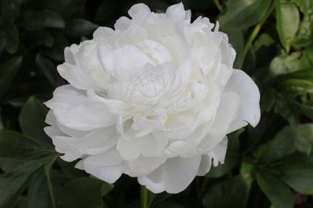 Duluth - Quality Peonies