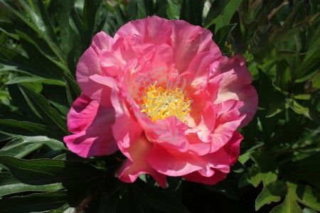 New Millenium - Quality Peonies