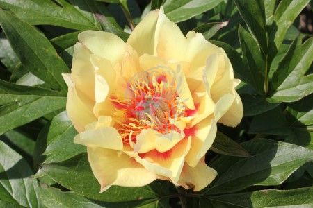 Sunset Flash - Quality Peonies