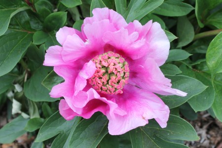 Violet Flash - Quality Peonies